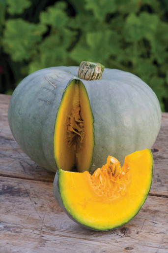 Buy Squash 'Crown Prince' F1 Seeds | Sarah Raven