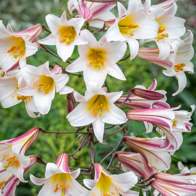 Lilium regale store