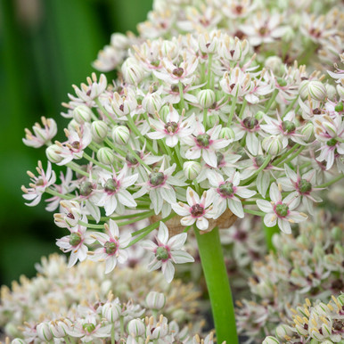Buy Allium basalticum 'Silver Springs' Bulbs | White & Pink Alliums ...