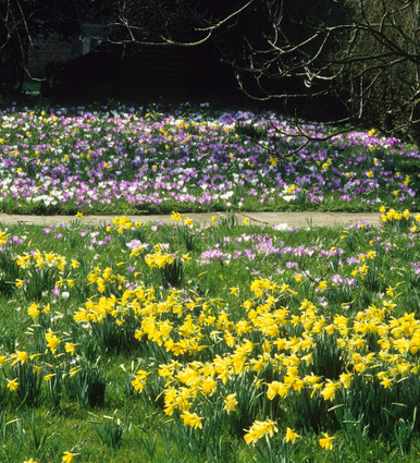Buy Bulbs for Naturalising Collection | Sarah Raven