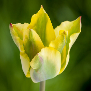 Tulip 'Formosa' | Sarah Raven