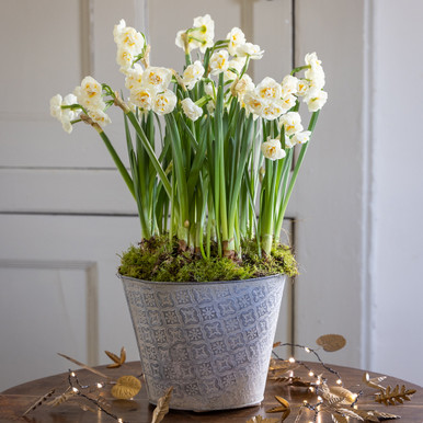 Double Paperwhite 'Erlicheer' in an Embossed Zinc Pot | Sarah Raven