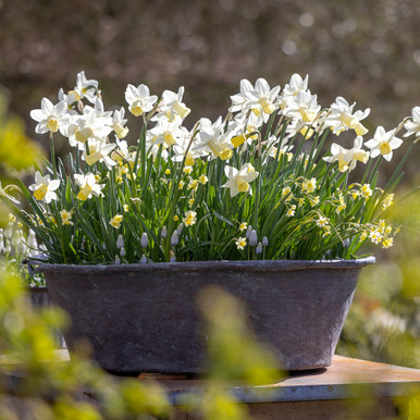 Spring Centrepiece Container Plant Collection | Sarah Raven