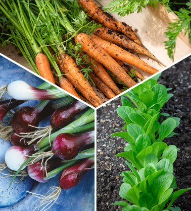 Fuss Free Easy Veg Collection | Vegetable Seeds | Sarah Raven