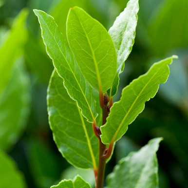 Buy Sweet Bay 'Little Ragu' (Laurus nobilis) | Dwarf Bay Tree | Sarah Raven