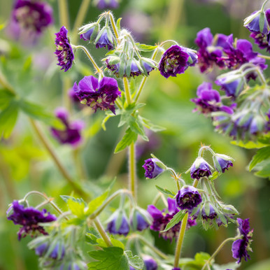 Buy Geranium phaeum 'Joseph Green' | Dusky Cranesbill | Sarah Raven