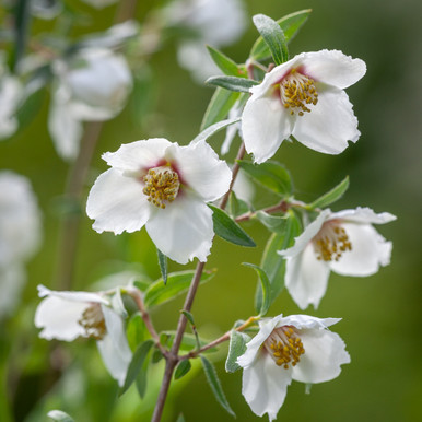 Philadelphus maculatus 'Sweet Clare'(syn. Mexican Jewel) | Mock Orange ...