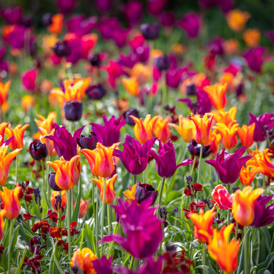 Buy Trooping the Colour Tulip Mix | Bright Pinks Tulip Mix | Sarah Raven