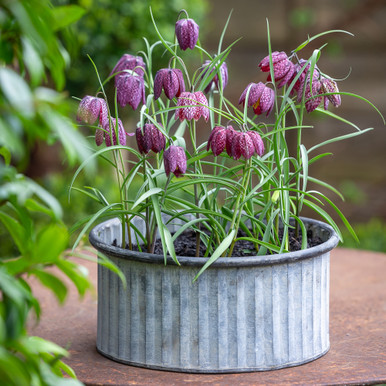Buy Fritillaries in a Zinc Ribbed Planter | Sarah Raven