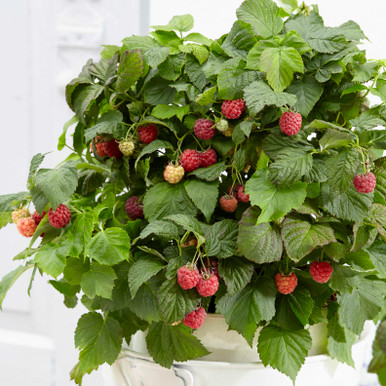 Raspberry 'BonBonBerry Yummy' | Raspberry | Sarah Raven