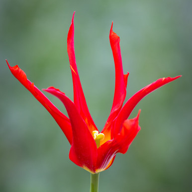 Buy Tulip 'Go Go Red' | Lily-Flowered Tulip Bulbs | Sarah Raven