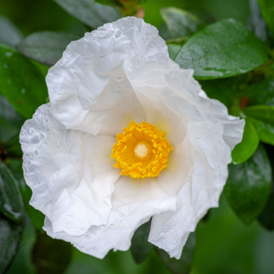 Buy x Halimiocistus sahucii | Sahuc Rock Rose | Sarah Raven