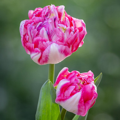 Buy Tulip 'Love Game' | Double Early Tulip | Sarah Raven