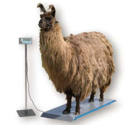 Animal Scales | Veterinary Scales | Pet Scales | Scales Plus