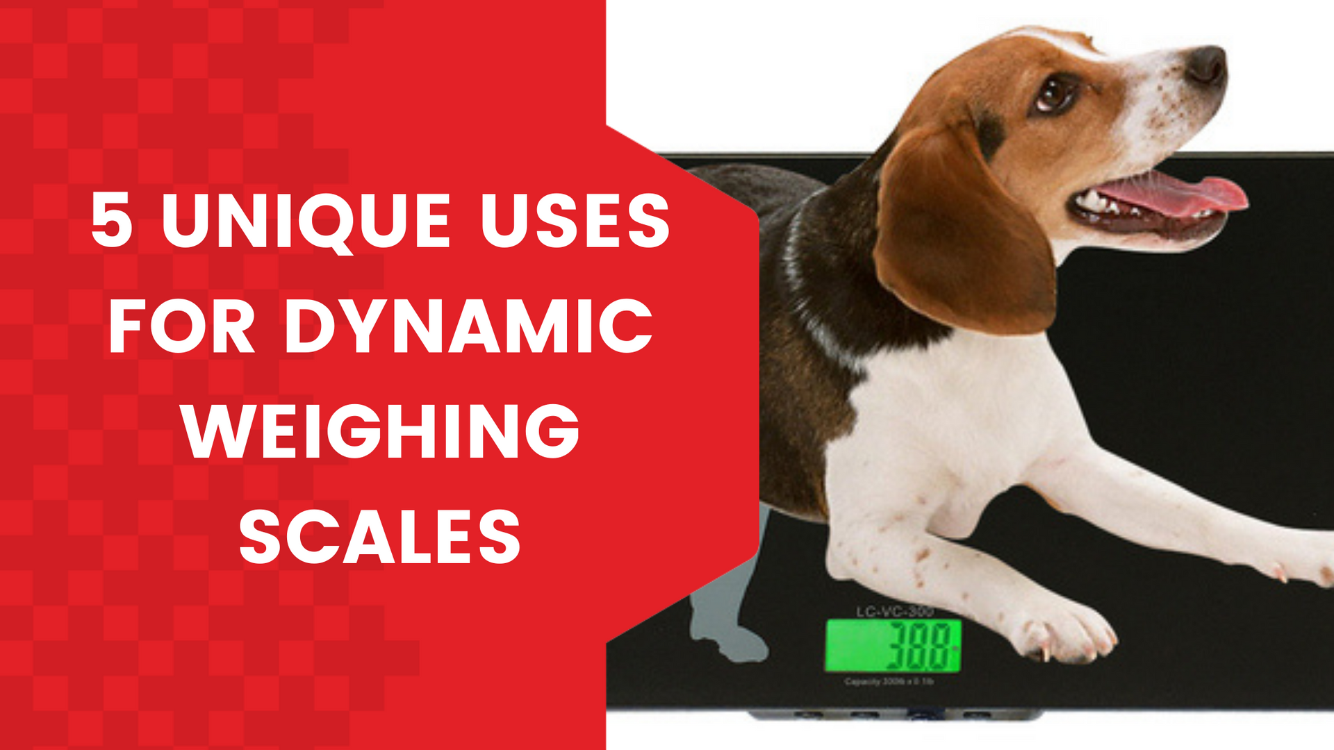 5 Unique Uses for Dynamic Weighing Scales - Scales Plus
