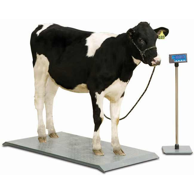 Animal Scales | Veterinary Scales | Pet Scales | Scales Plus