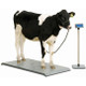 Brecknell PS-2000 Veterinary Floor Scale, 2000 lb x 1 lb - Scales Plus
