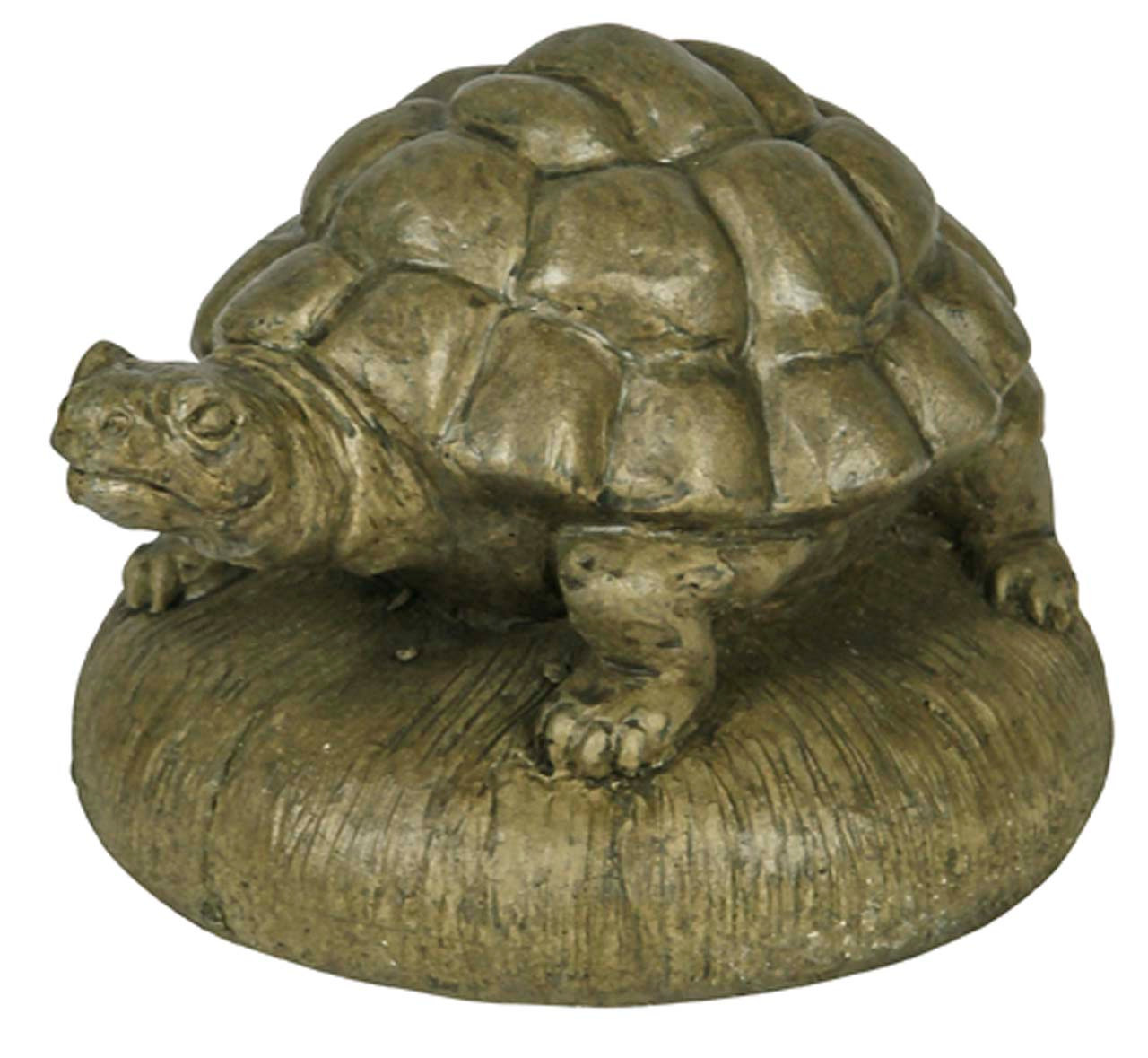 Small Box Turtle