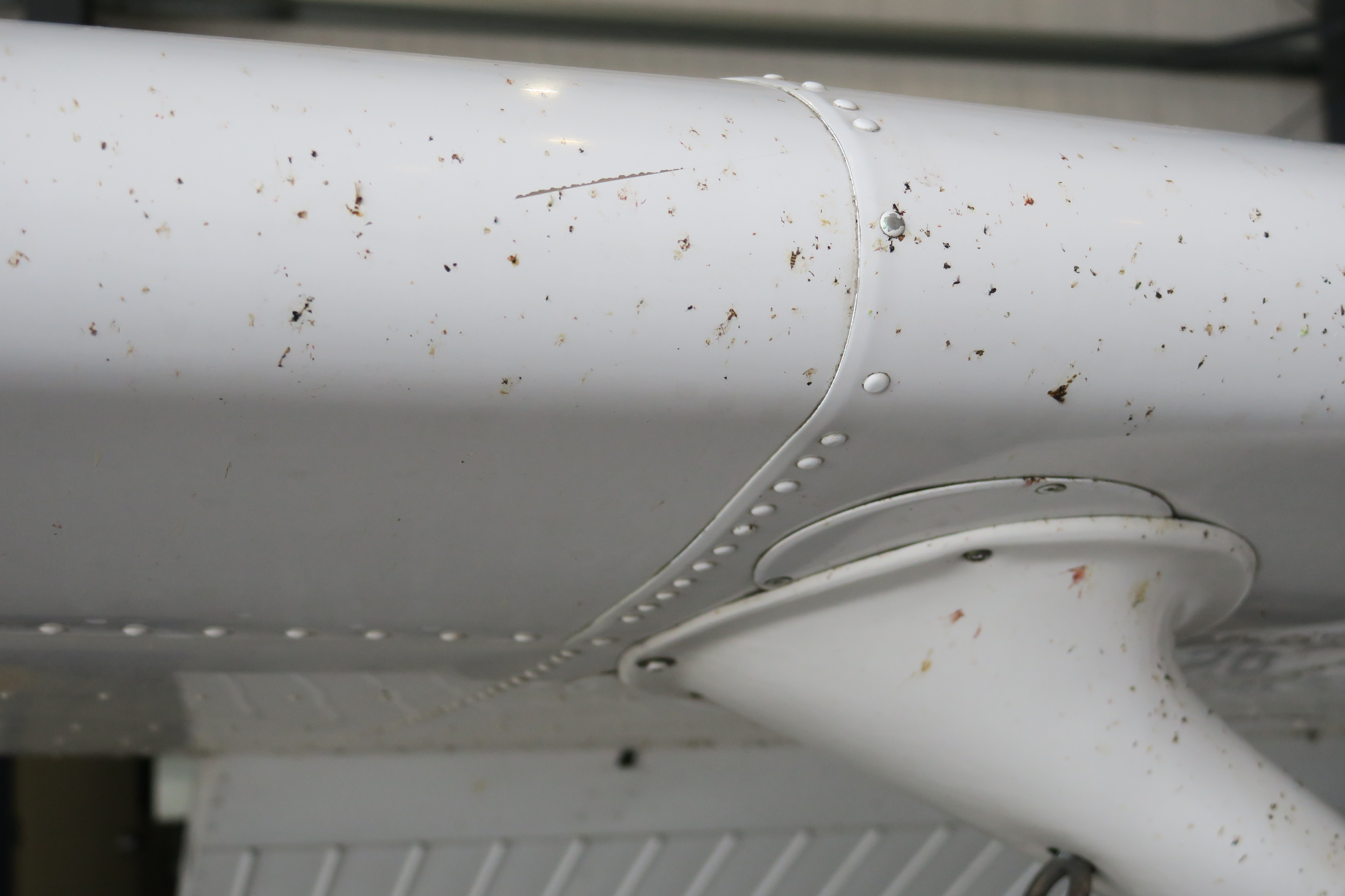 Why do bugs harm paint? - SyQuest