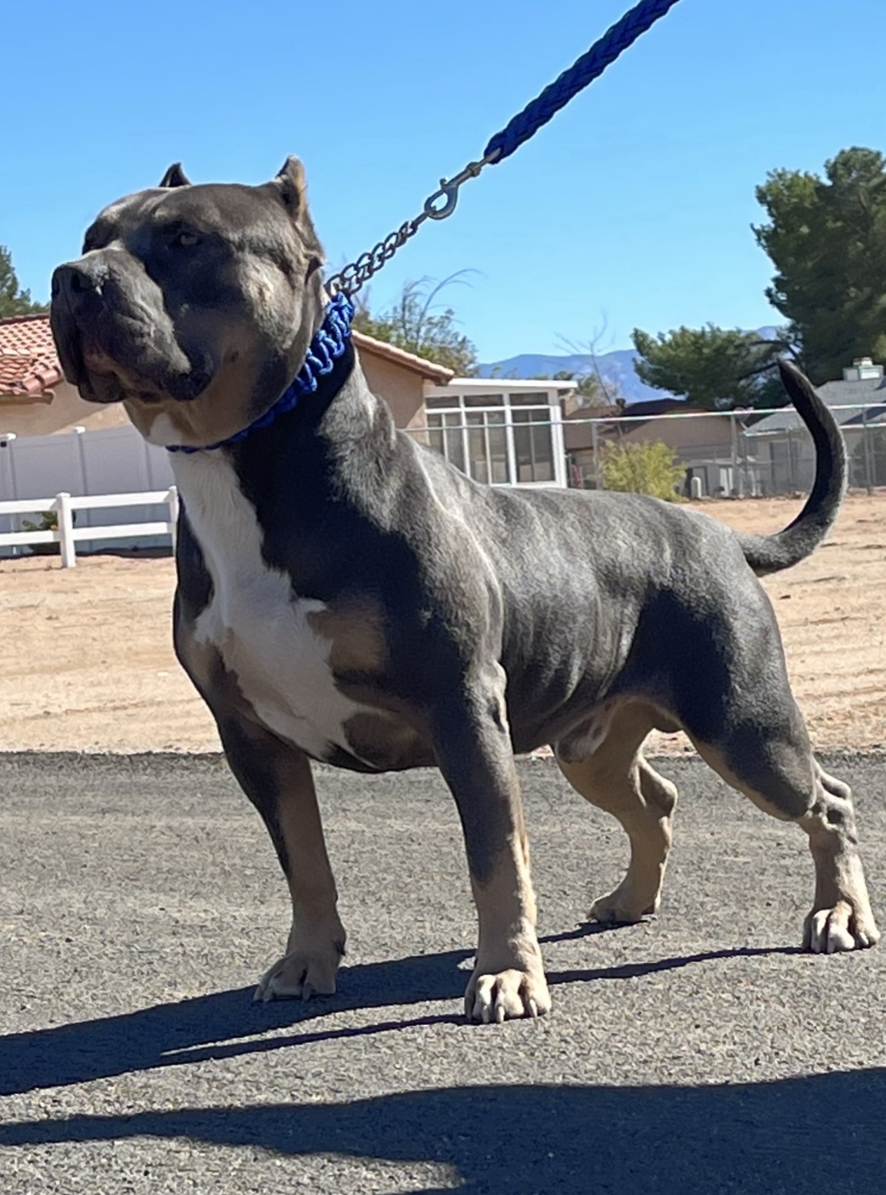Bully Breeders Co.