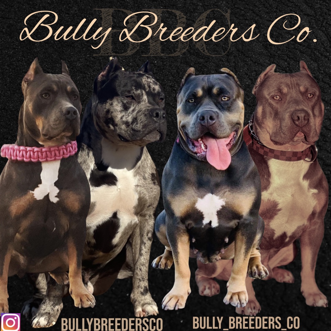 Bully Breeders Co.