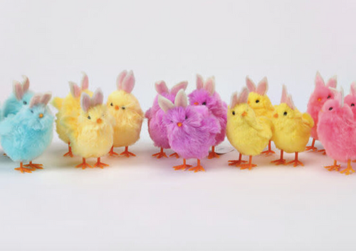 5" Chicks with Bunny Ears - Scout and Molly's Columbia