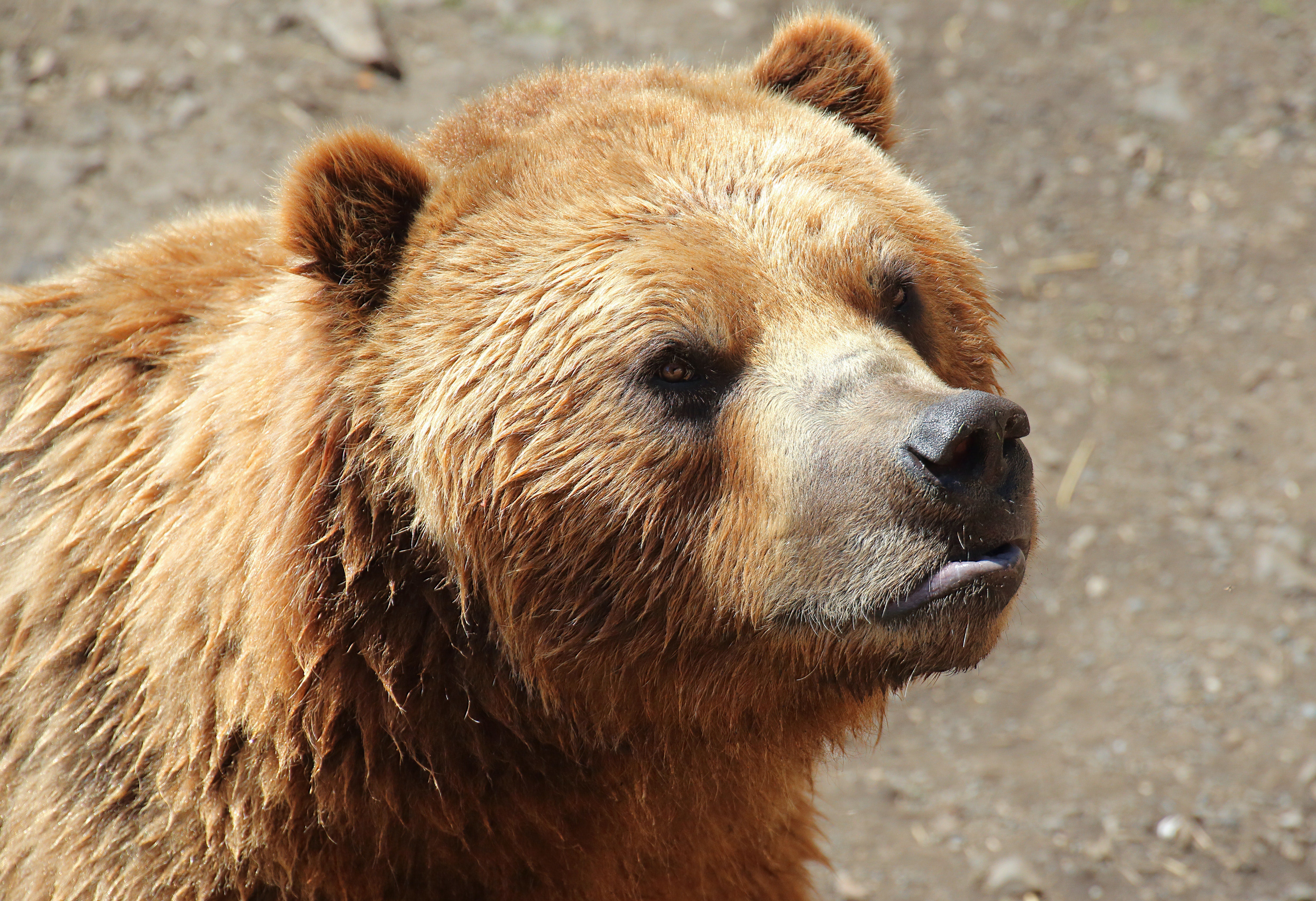 What Hollywood Gets Wrong – and Right – About Bears - BearSaver