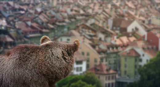 5 Signs Your Community Needs BearSaver Trash Cans - BearSaver