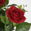 28 Inch Rose Bushes - Red, Pink, and White | Autograph Foliages