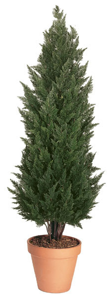 6 Foot Cedar Shrub Tree | Autograph Foliages