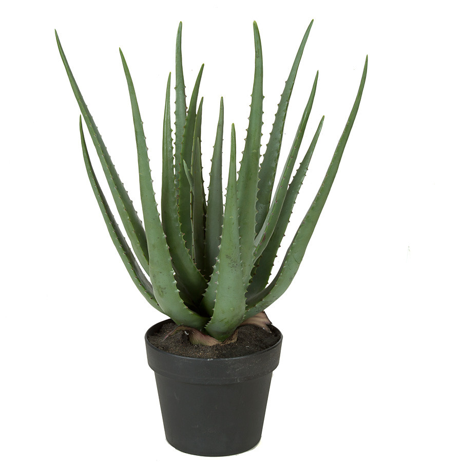 26 Inch Potted Aloe Plant | Autograph Foliages