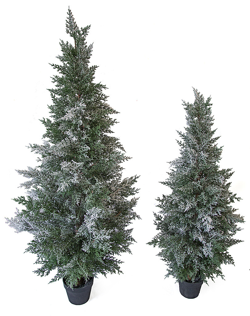 6 Foot Cedar Shrub Tree | Autograph Foliages