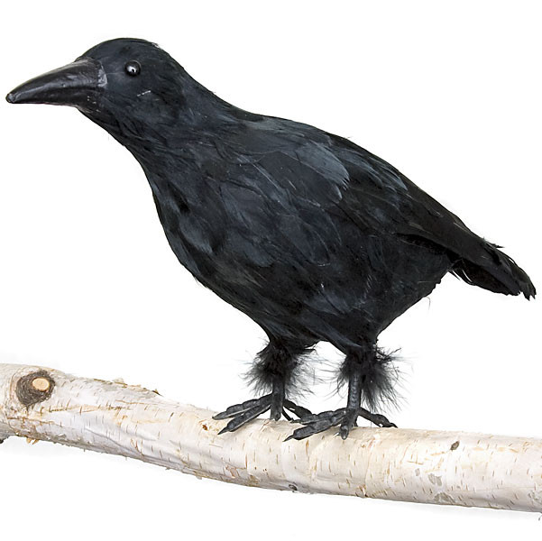 18 Inch x 7 Inch Crow | Autograph Foliages