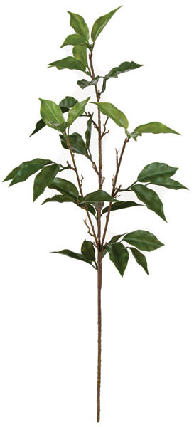 20 Inch Ficus Spray | Autograph Foliages