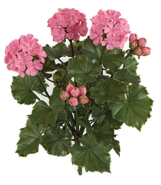 17" Outdoor Geranium Bushes | Polyblend Outdoor Flowering Plants ...