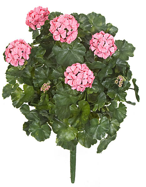 26 Inch Outdoor Geranium Bushes in Pink, White or Red | Autograph Foliages
