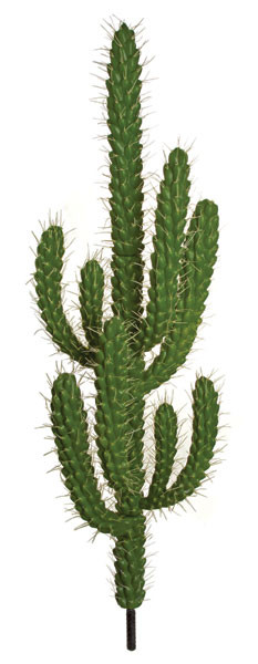 4 Foot Inch Finger Cactus Plant | Autograph Foliages