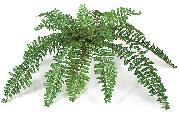 Large Brake Fern | Autograph Foliages