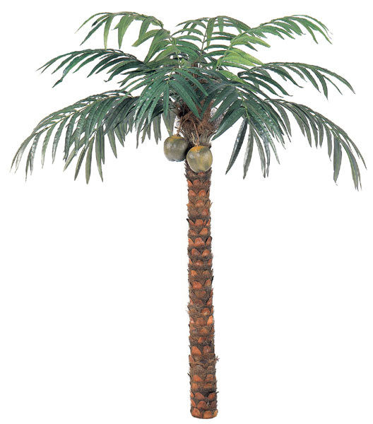 Coconut Palm Trees - 3 Sizes - 9 Feet Tall, 12 Feet Tall, and 15 Feet ...