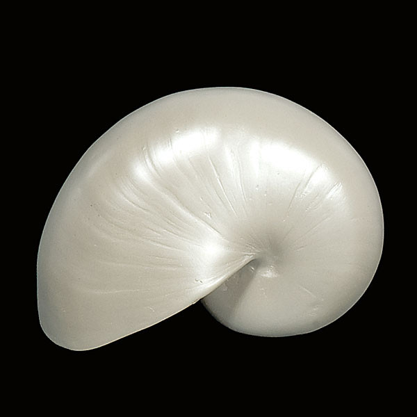 4" x 6" Escargot Shell | Autograph Foliages