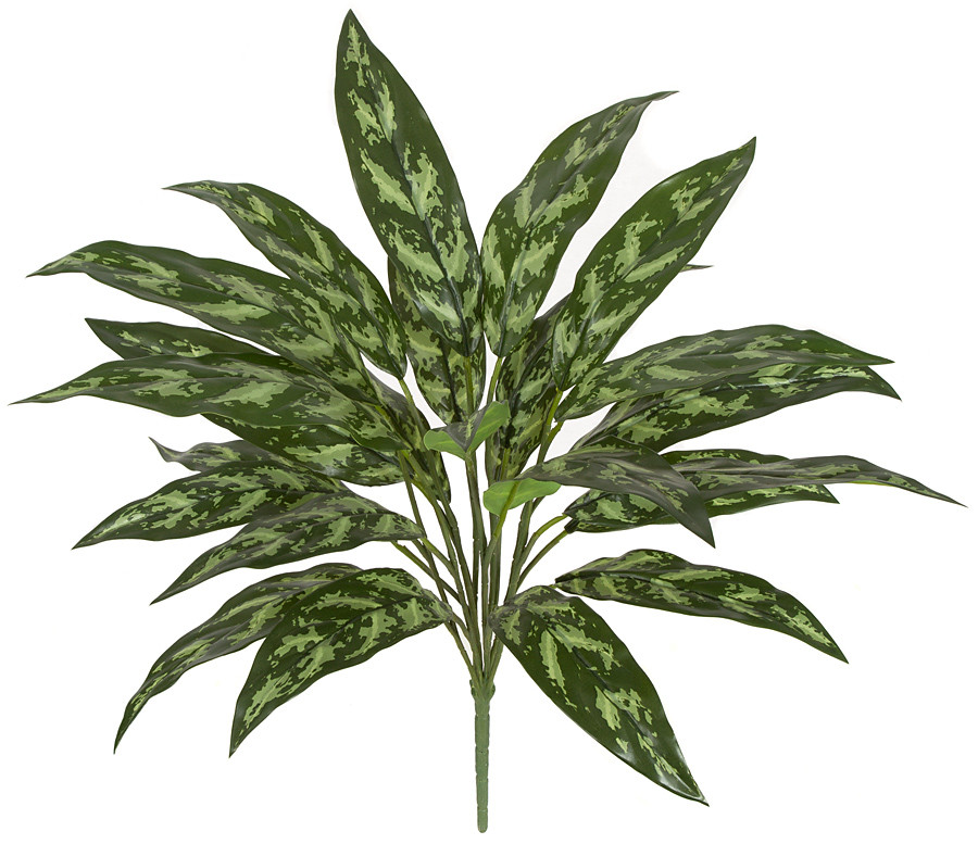 Aglaonema Silver King