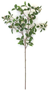8 Foot Custom Live Oak Tree | Autograph Foliages