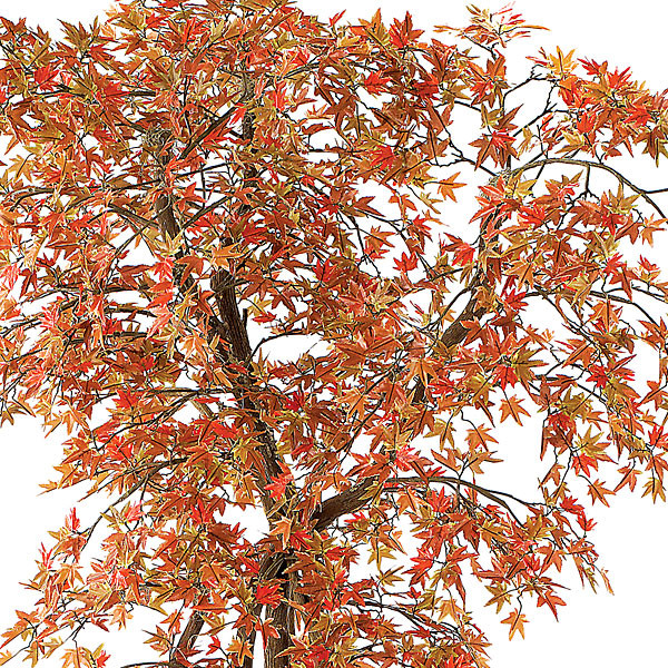 8 Foot Custom Mini Japanese Maple Tree - Green, Red/Brown, Green/Red ...