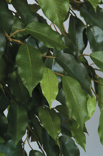 7 Foot Custom Ficus Tree on Natural Wood Trunk | Autograph Foliages