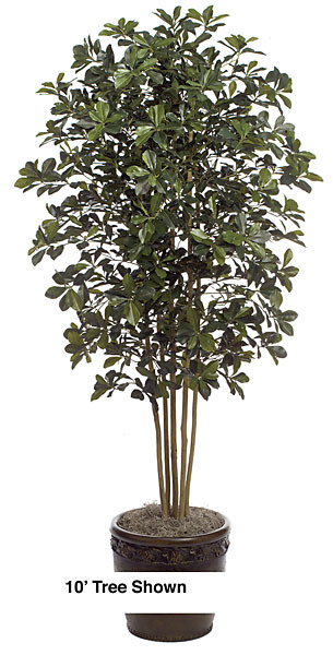 Black Olive Trees, 7 or 10 Feet Tall | Autograph Foliages
