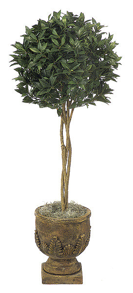 4.5 Foot and 5.5 Foot Bay Leaf Ball Topiary on Natural Trunk ...