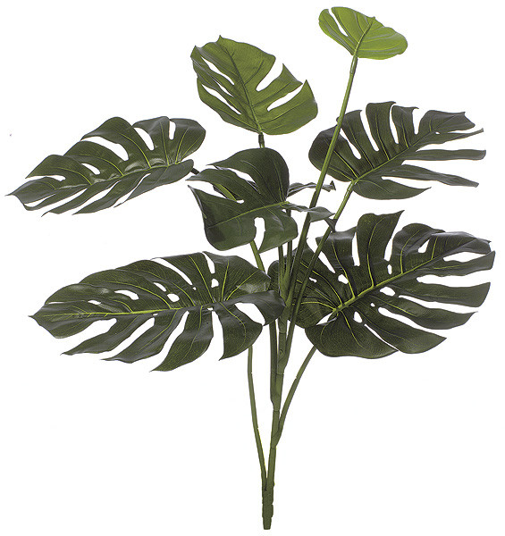 34 Inch IFR Split Leaf Philo Plant | Autograph Foliages