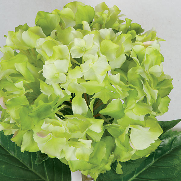 37 Inch Hydrangea Stem - Pink, Green, Blue, Cream | Autograph Foliages