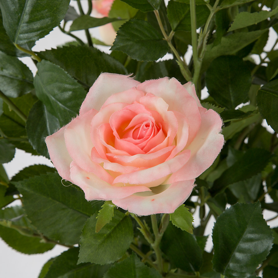 28 Inch Rose Bushes - Red, Pink, and White | Autograph Foliages