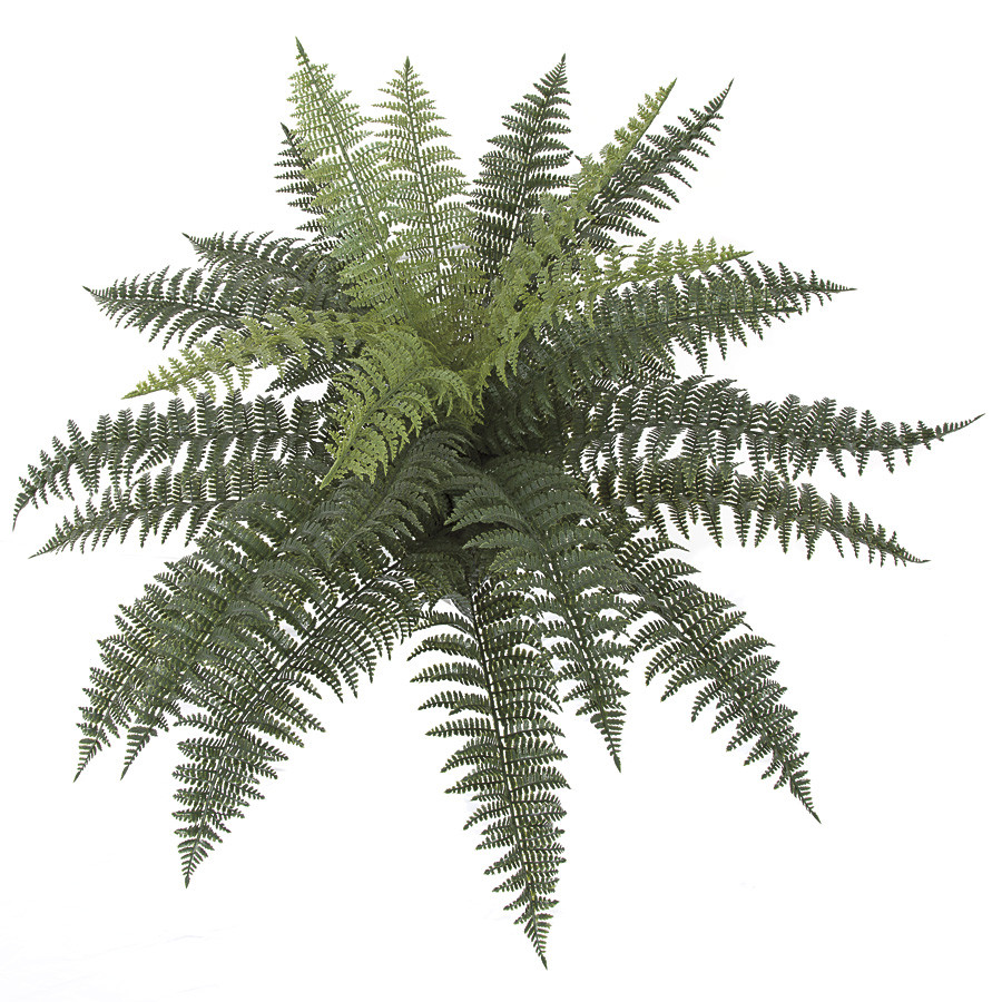 33 Inch x 24 Inch Medium UV Outdoor Ruffle Fern | Autograph Foliages